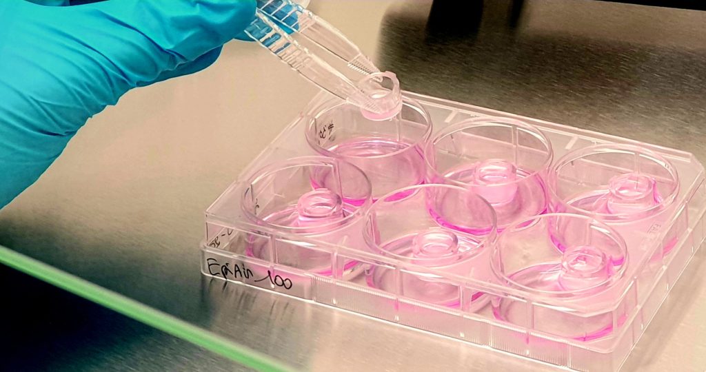 In Vitro Safety and Efficacy Testing Services | PKDERM