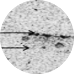 IN VITRO PERMEATION TESTING (IVPT) | PKDERM