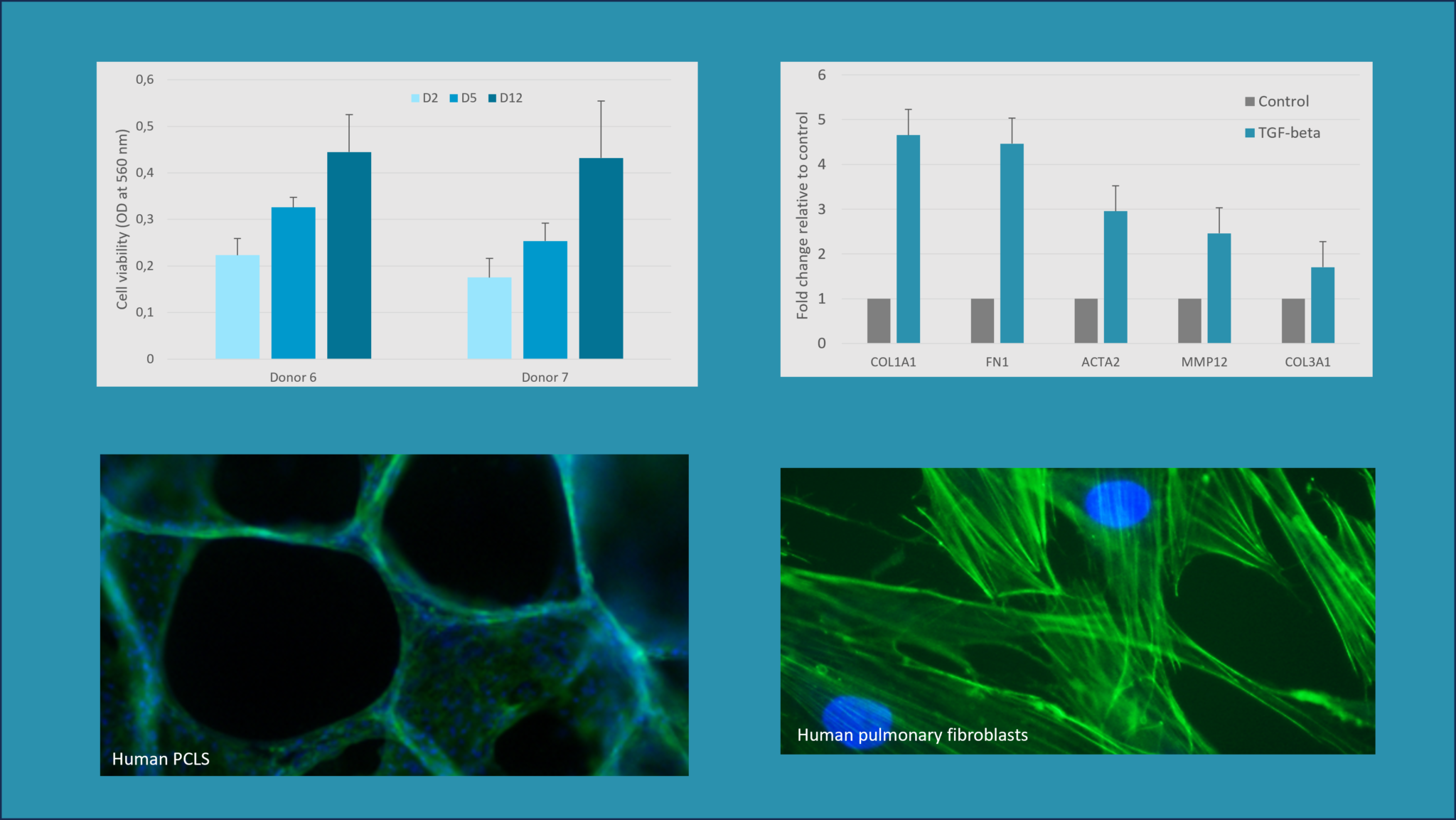 PCLS - Lung Fibrosis| PKDERM